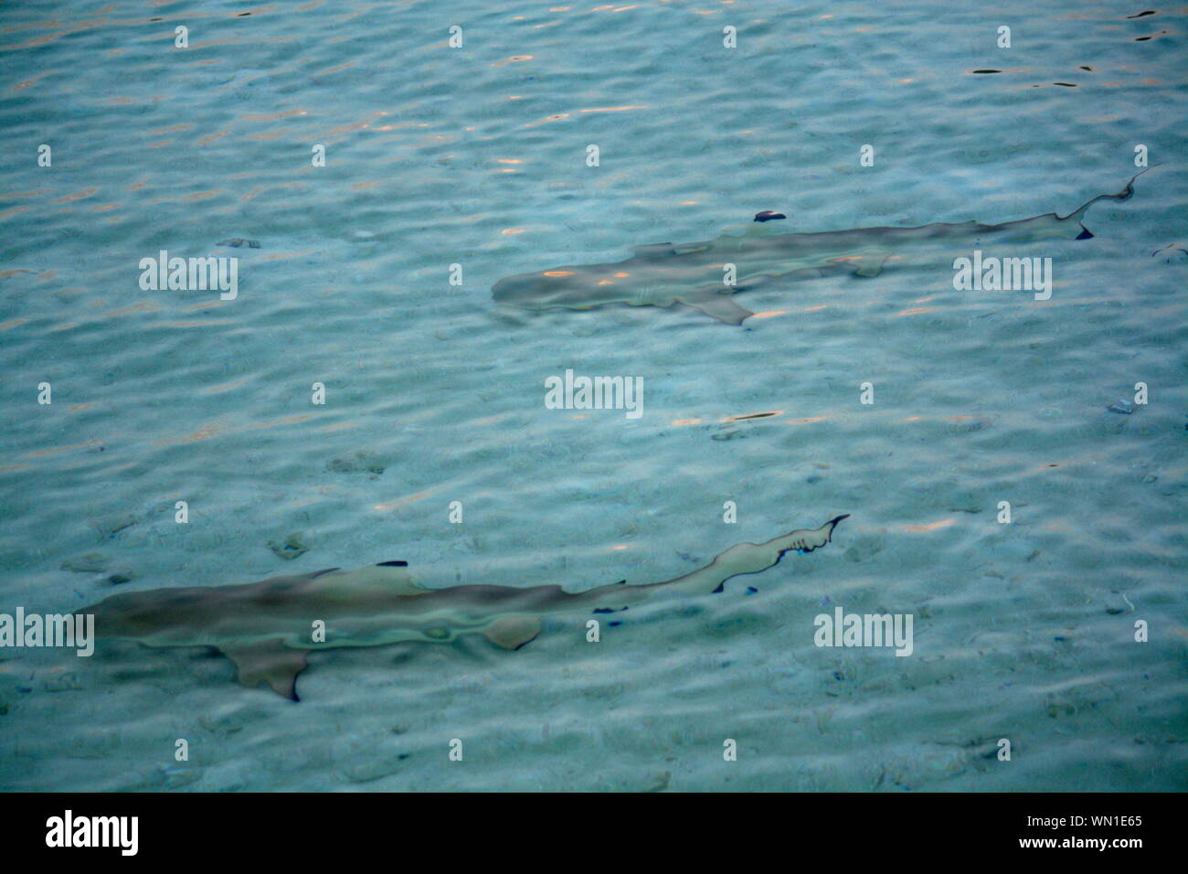Two sharks swimming hi-res stock photography and images - Alamy