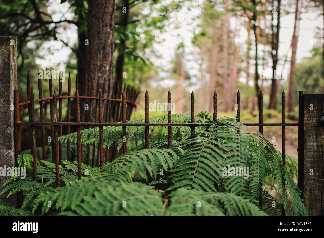 Overgrown fence hi-res stock photography and images - Alamy