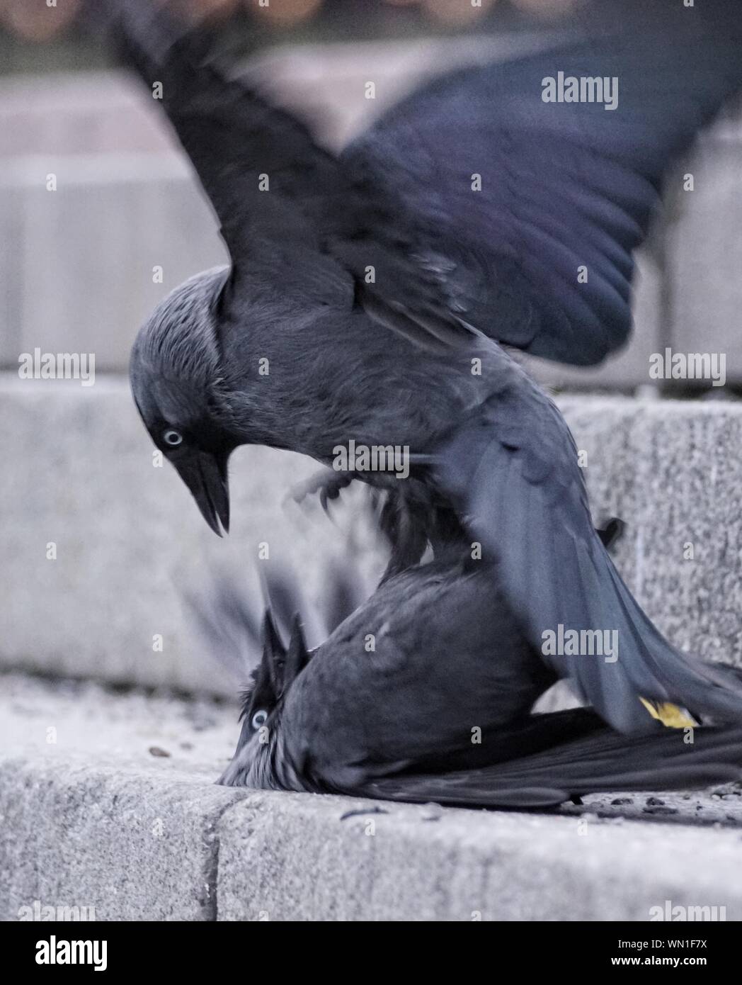 Two birds fighting on hi-res stock photography and images - Alamy