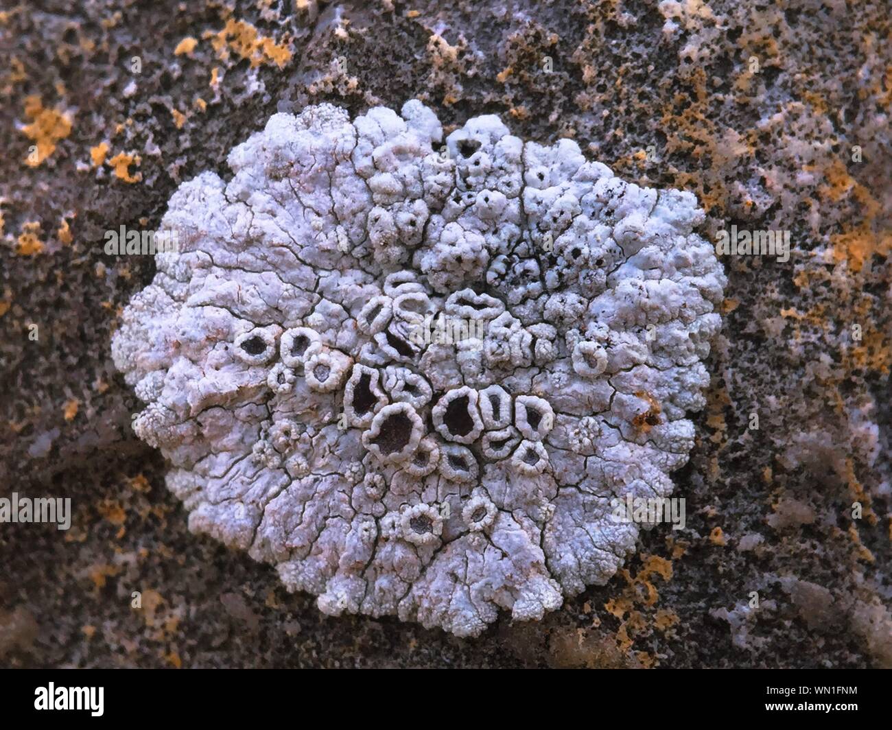 Fungus rock hi-res stock photography and images - Alamy