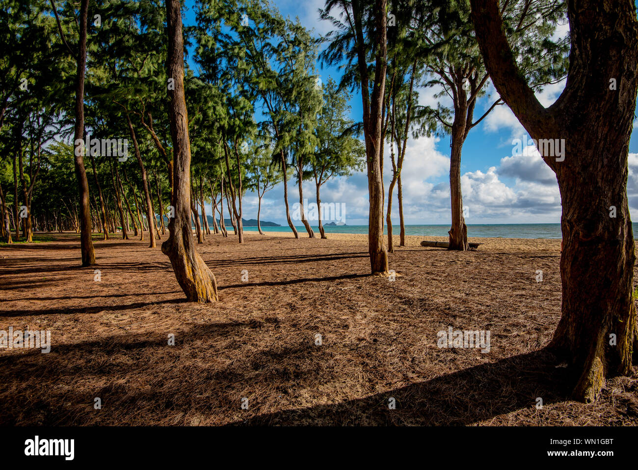 Hawaii Forest and beach Stock Photo - Alamy