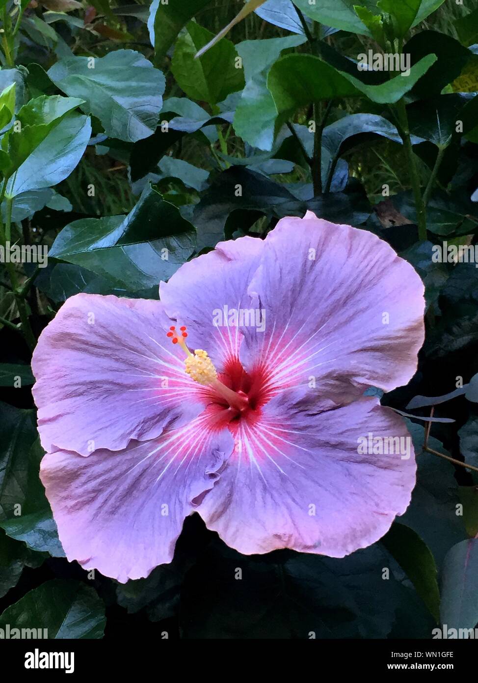 Purple hibiscus hi-res stock photography and images - Alamy