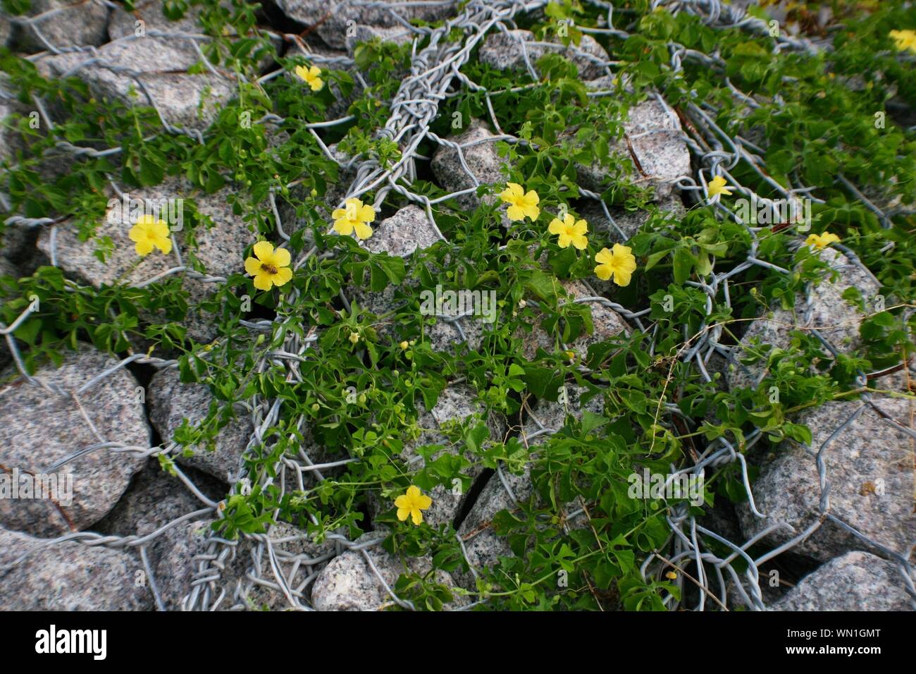 Yellow Flowers Growing Rocks High Resolution Stock Photography and ...