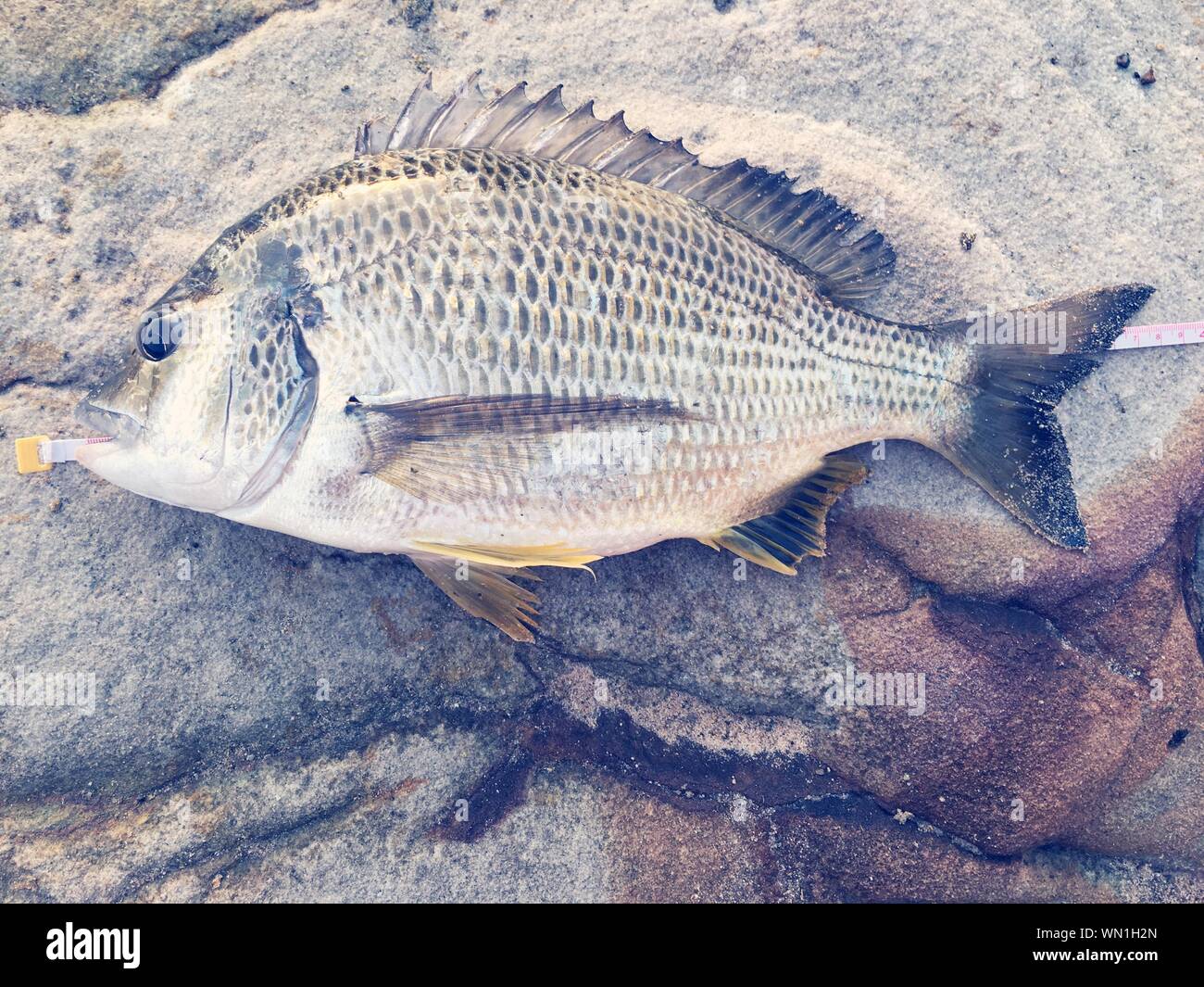 Dead Fish On Rock High Resolution Stock Photography and Images - Alamy