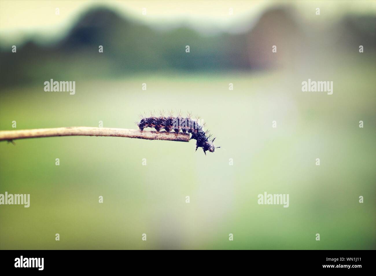 Stick caterpillar hi-res stock photography and images - Alamy