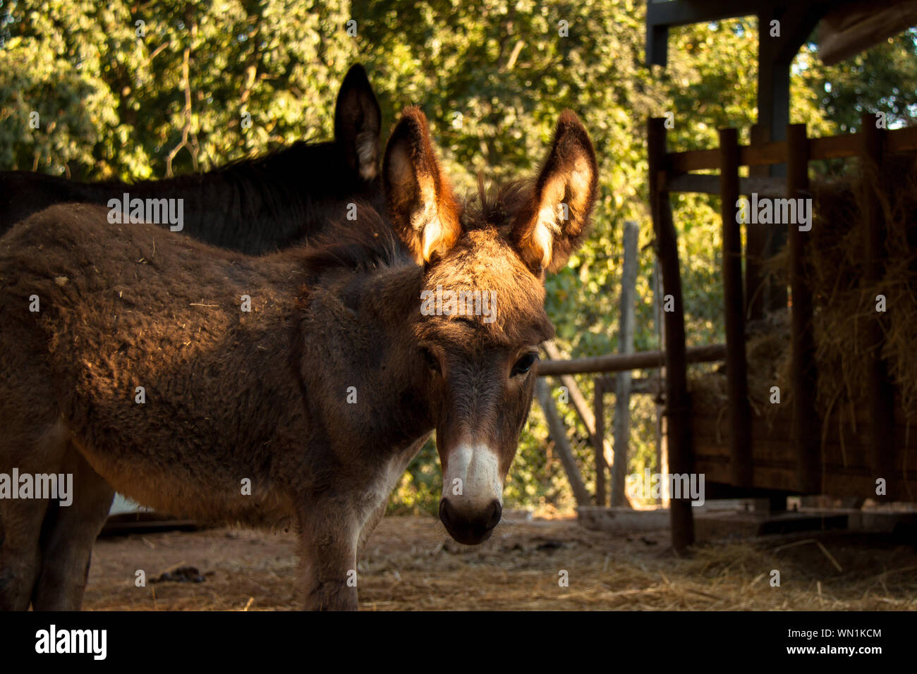 Donkey looking hi-res stock photography and images - Alamy