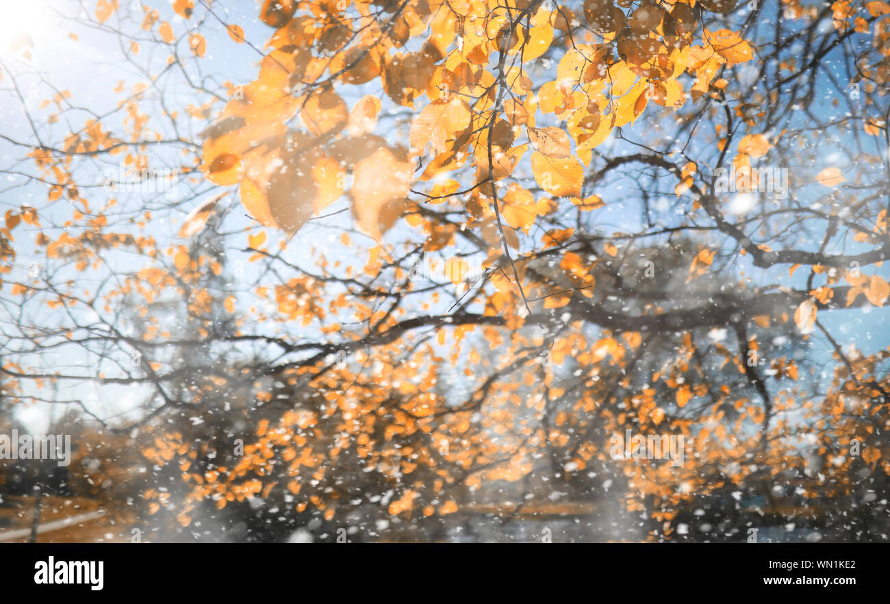 Autumn park in the first snow Stock Photo - Alamy