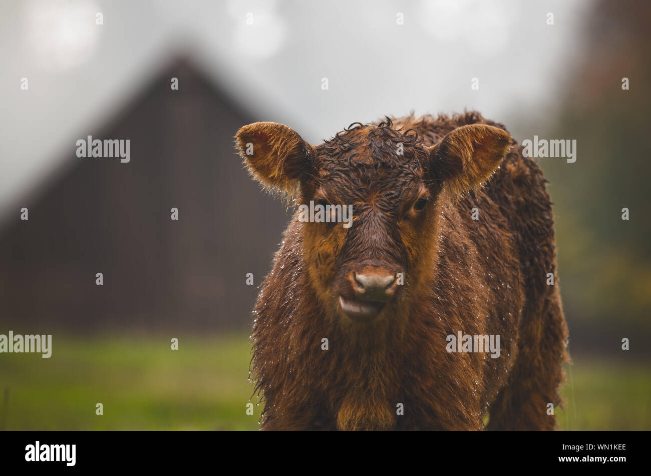 Wet cow hi-res stock photography and images - Alamy