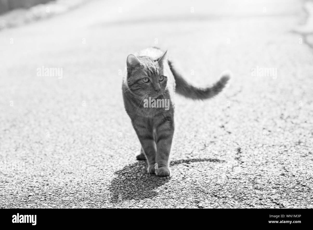 Cat walking outdoors hi-res stock photography and images - Alamy