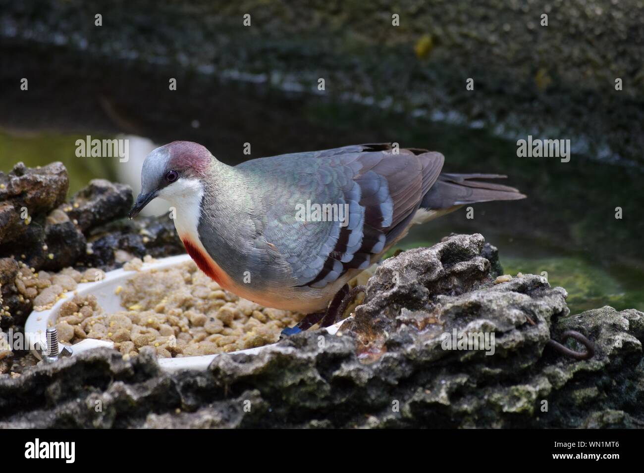 Bleeding heart bird hi-res stock photography and images - Alamy