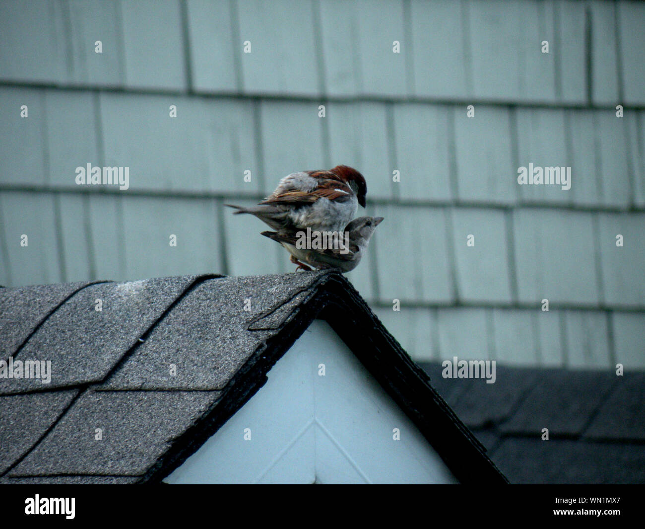 Two House Sparrows High Resolution Stock Photography and Images - Alamy