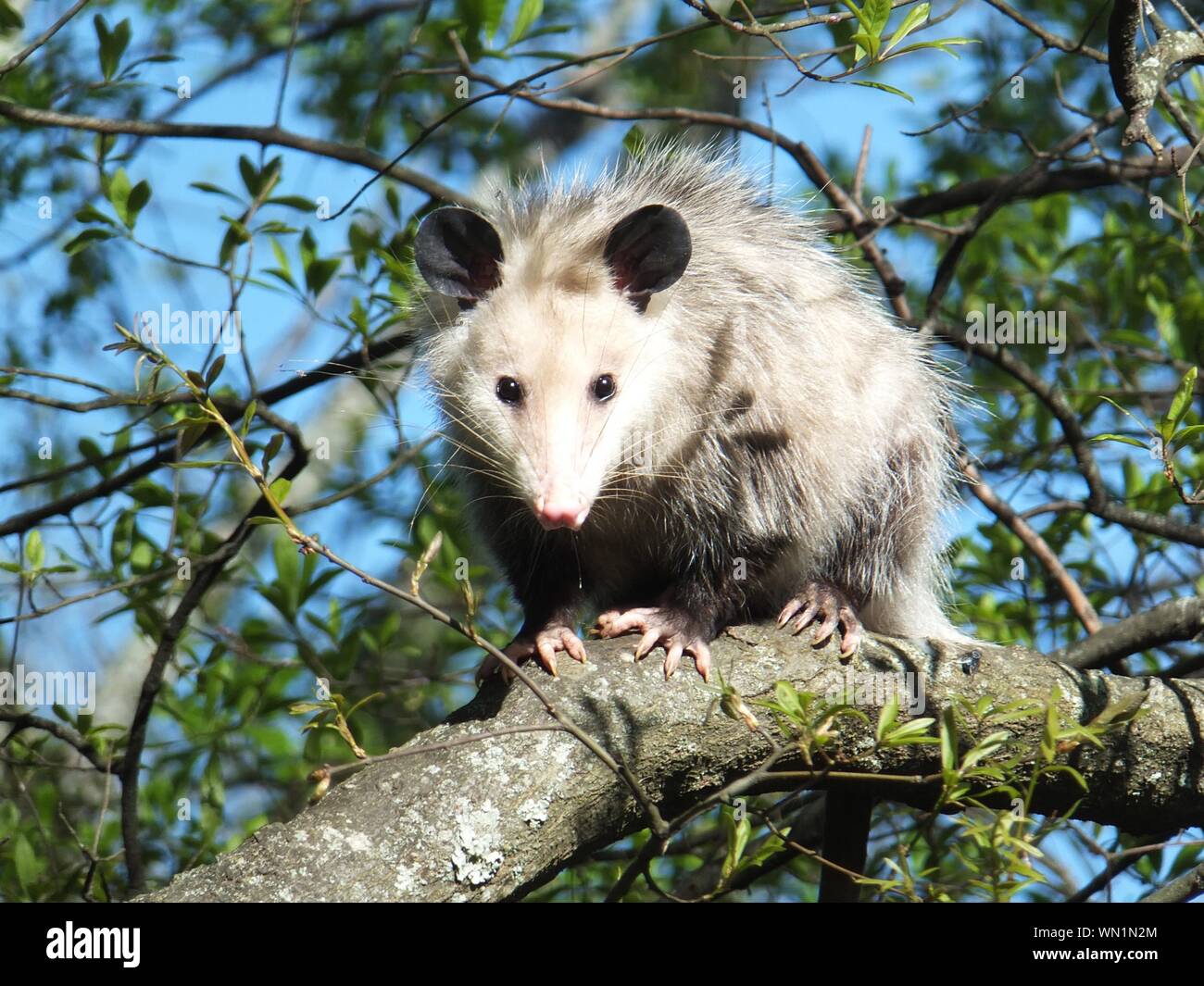 Opossum hi-res stock photography and images - Alamy