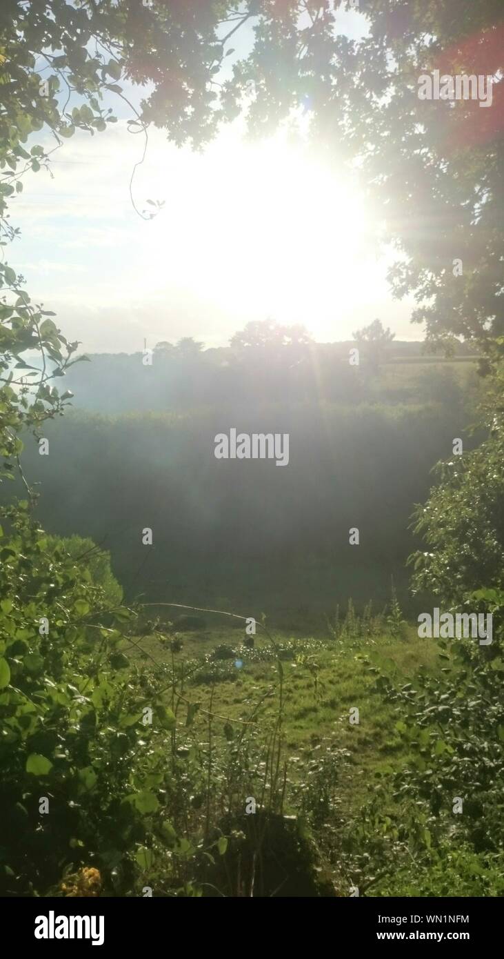 Sunlight green hi-res stock photography and images - Alamy