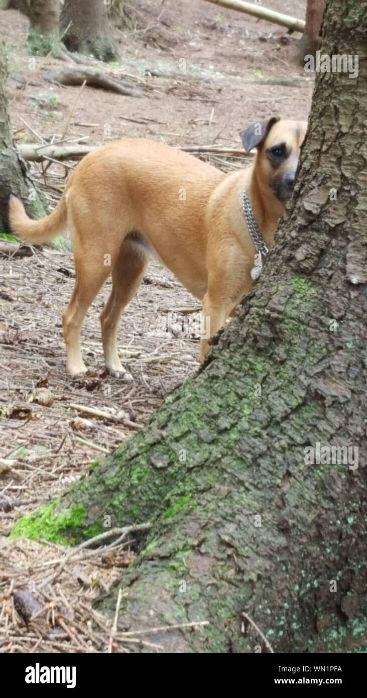 Dog tree hi-res stock photography and images - Alamy