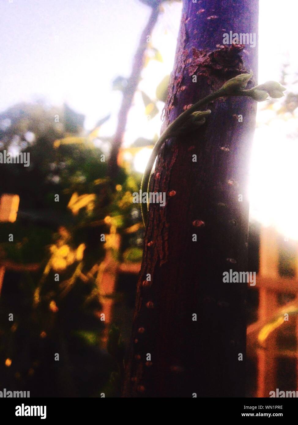 Wrapping the tree hi-res stock photography and images - Alamy