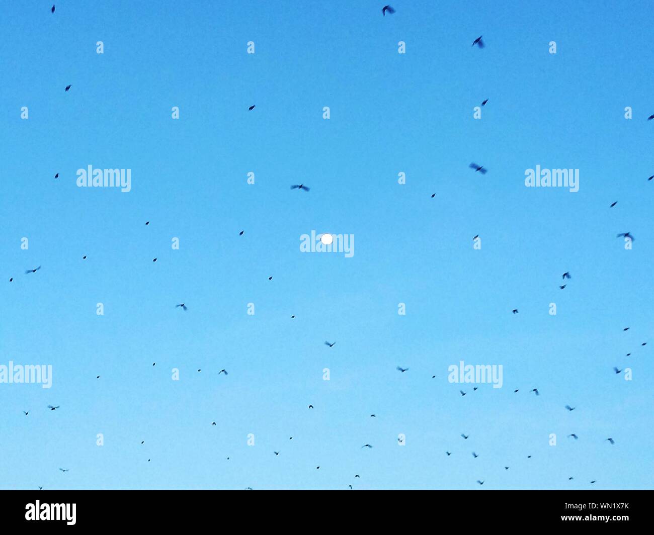 Shot birds hi-res stock photography and images - Alamy