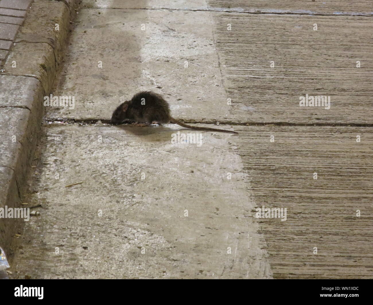 Rat street hi-res stock photography and images - Alamy