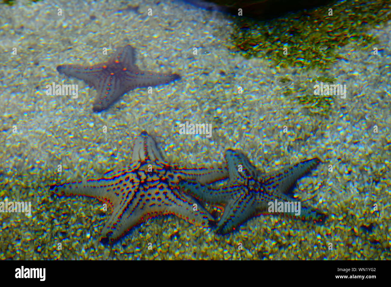 Starfish Limb High Resolution Stock Photography and Images - Alamy