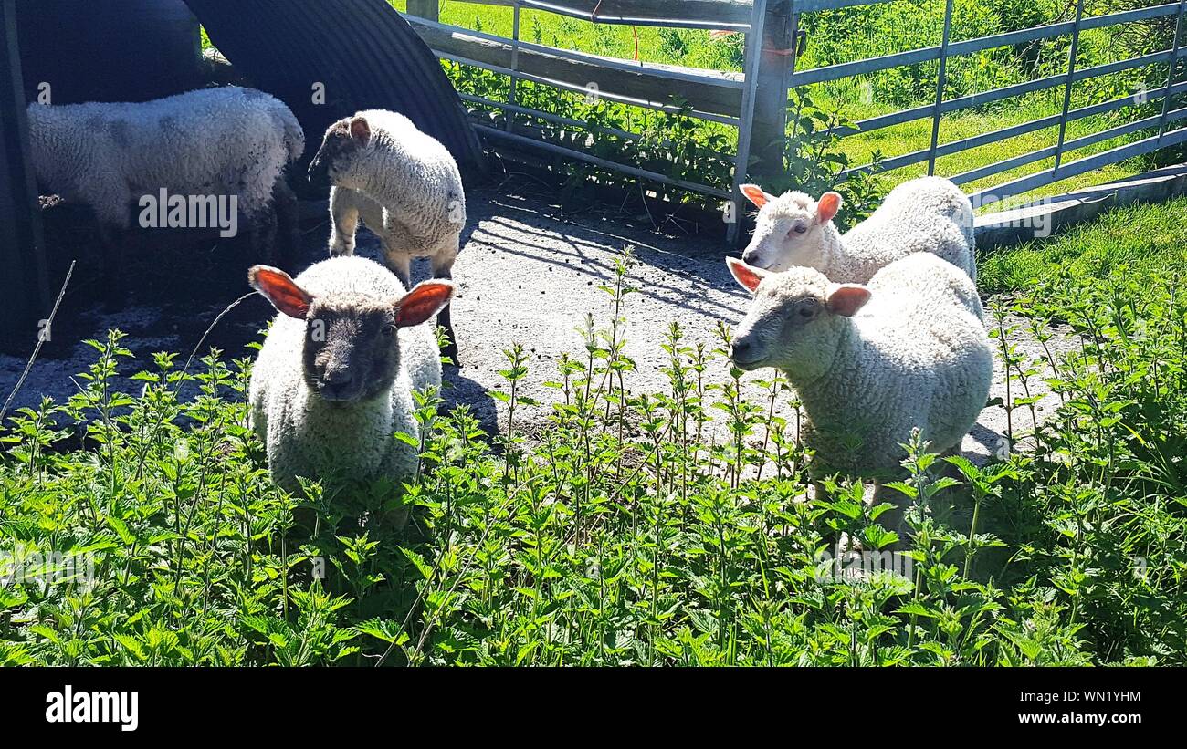 Five lambs hi-res stock photography and images - Alamy