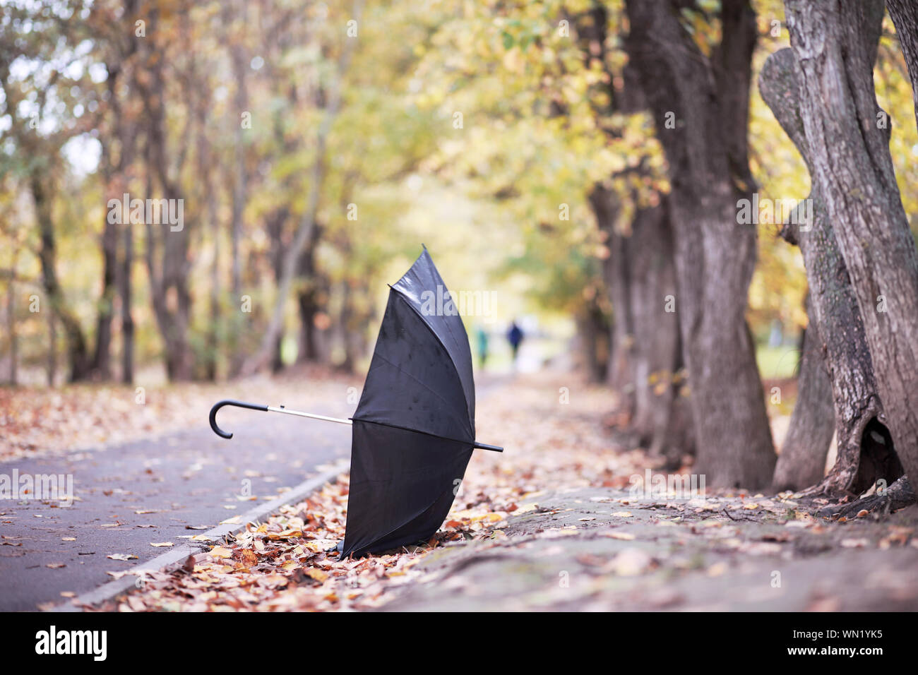 Autumn rainy park in October Stock Photo - Alamy
