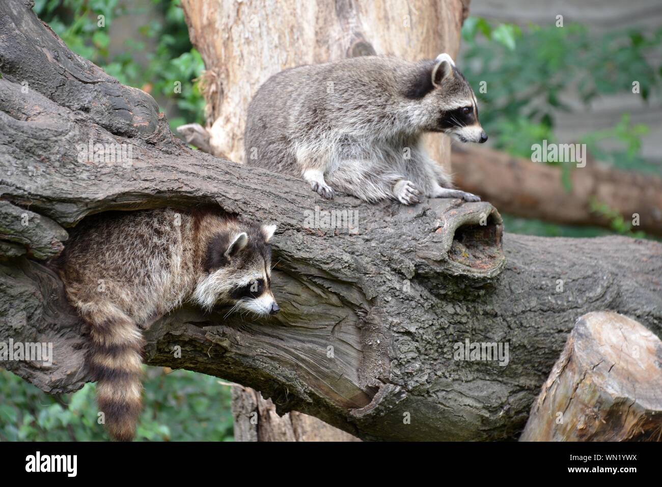 Two raccoon hi-res stock photography and images - Alamy