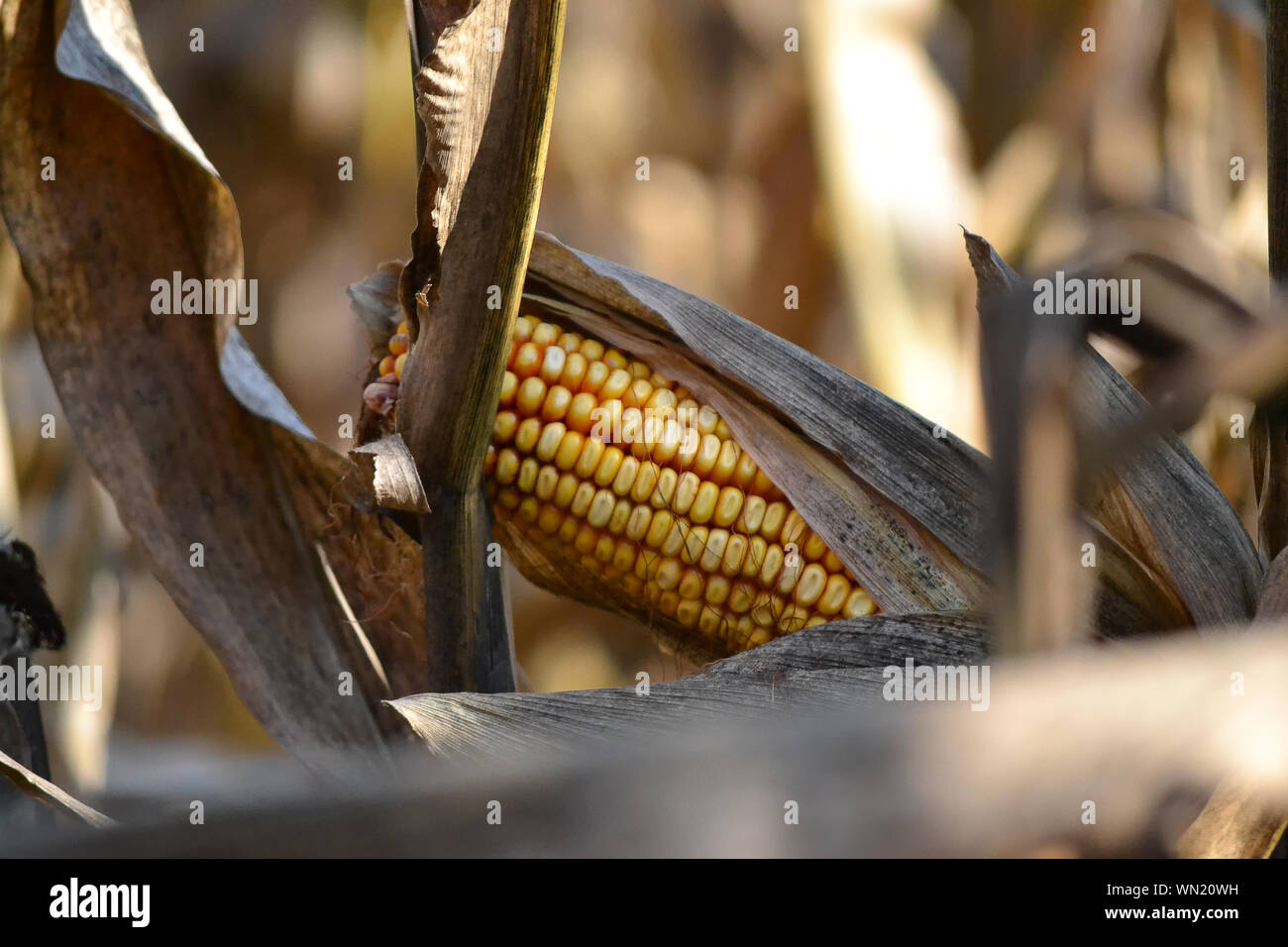 Dried up corn hi-res stock photography and images - Alamy