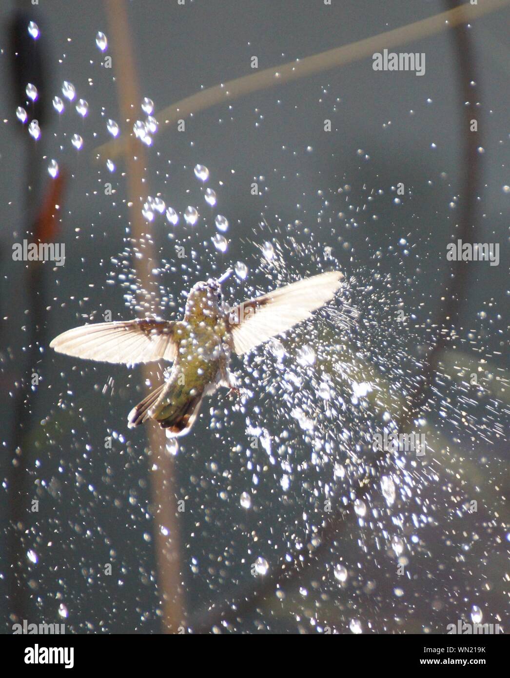 Hummingbird water hi-res stock photography and images - Alamy