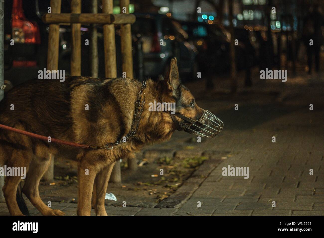 Shepherd night hi-res stock photography and images - Alamy