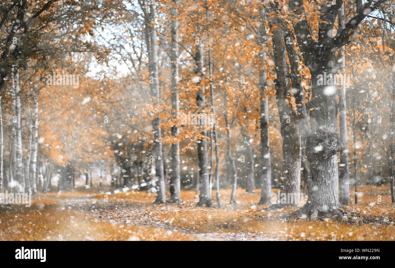 Autumn park in the first snow Stock Photo - Alamy