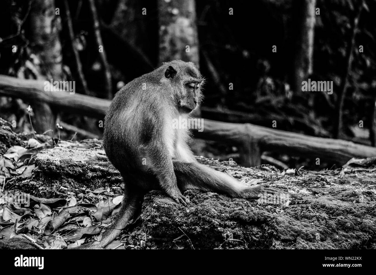 Monkey side view Black and White Stock Photos & Images - Alamy