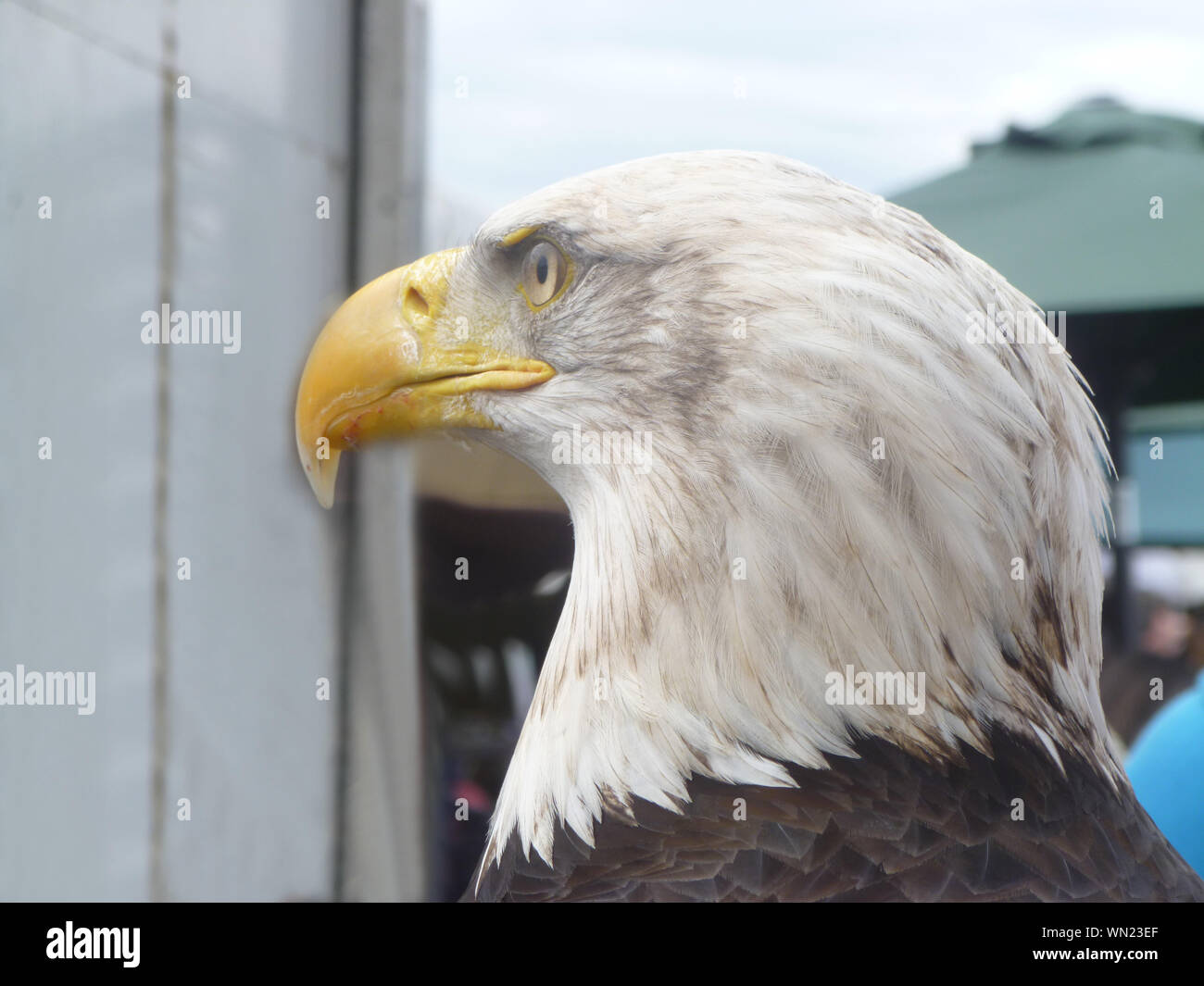 Bald eagle profile view hi-res stock photography and images - Alamy