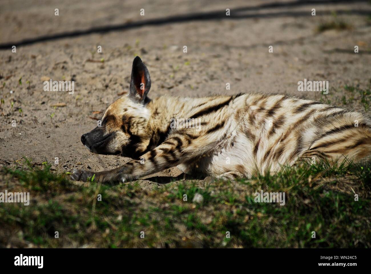 Sleeping hyena hi-res stock photography and images - Alamy