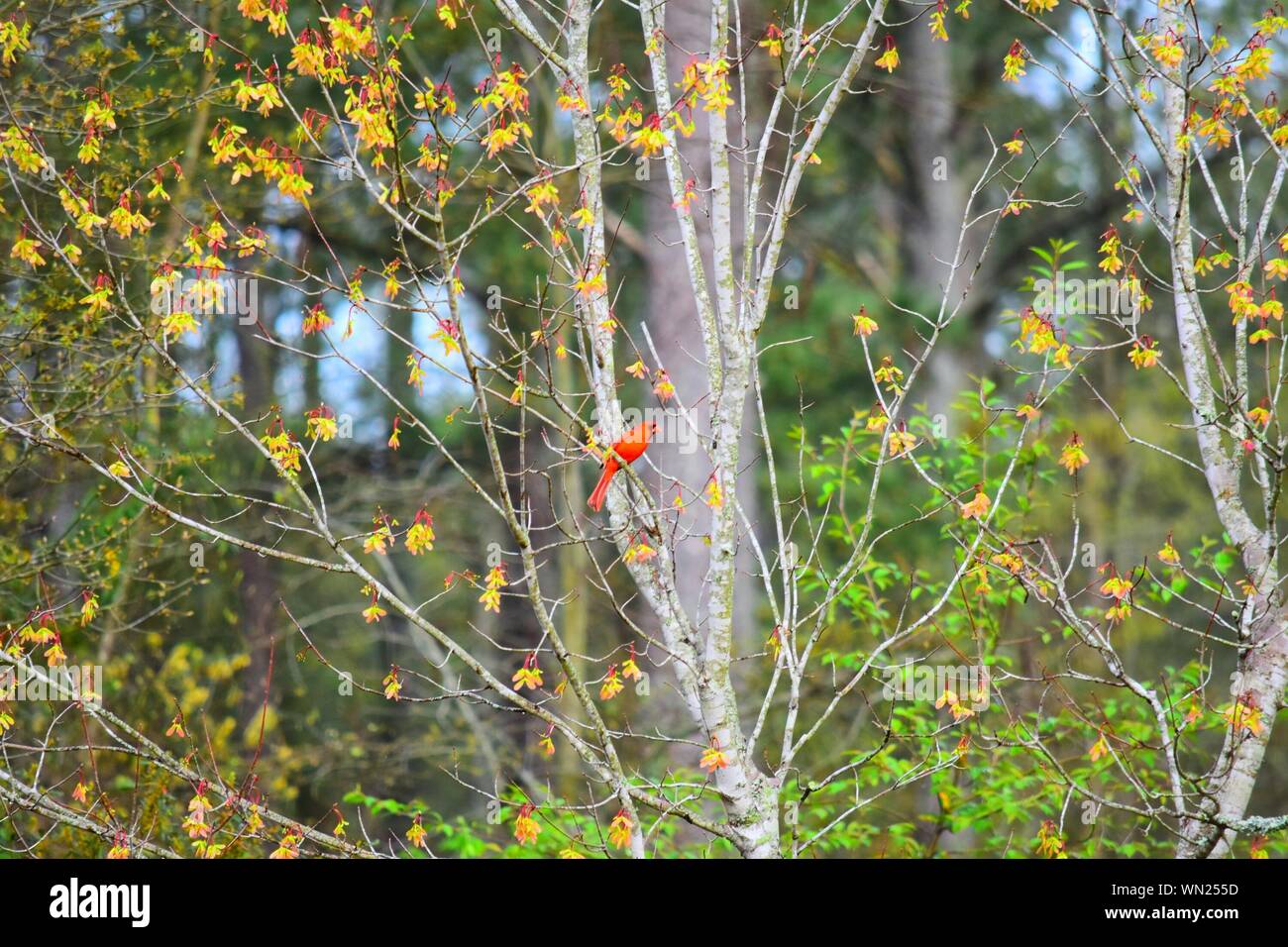 Cardinal in tree hi-res stock photography and images - Alamy