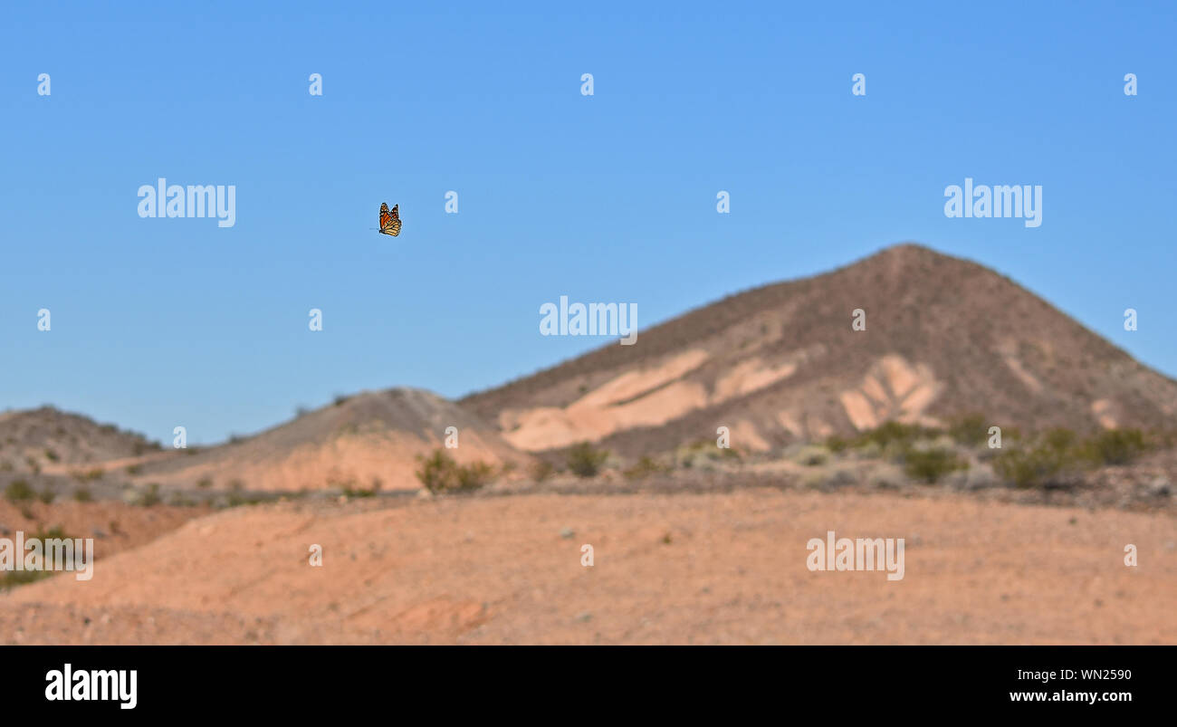 Butterfly flying in the sky hi-res stock photography and images - Alamy