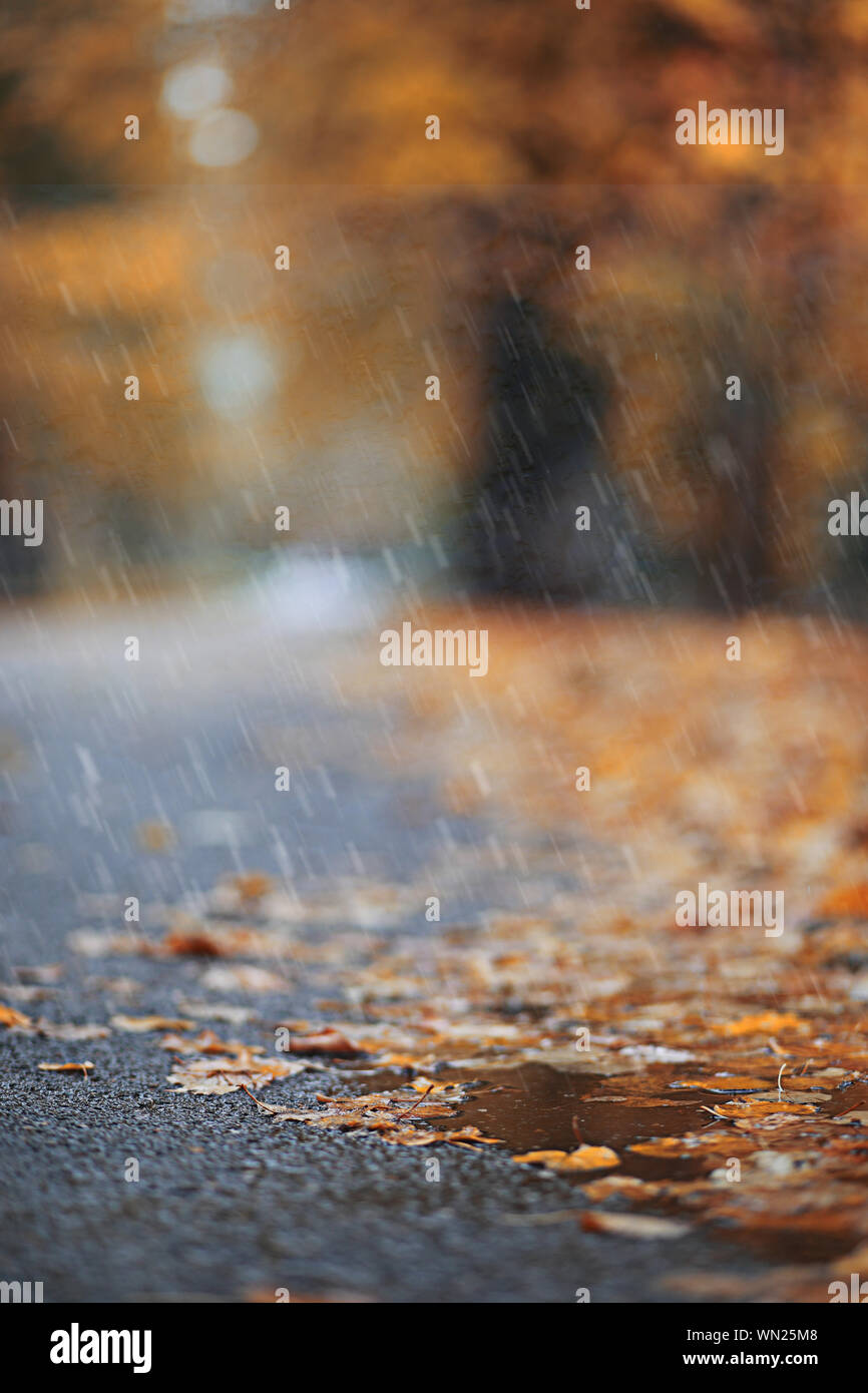 Autumn rain in the park Stock Photo - Alamy