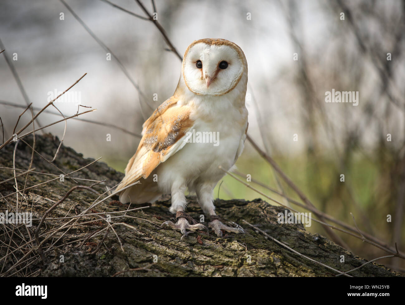 Full body owl hi-res stock photography and images - Alamy
