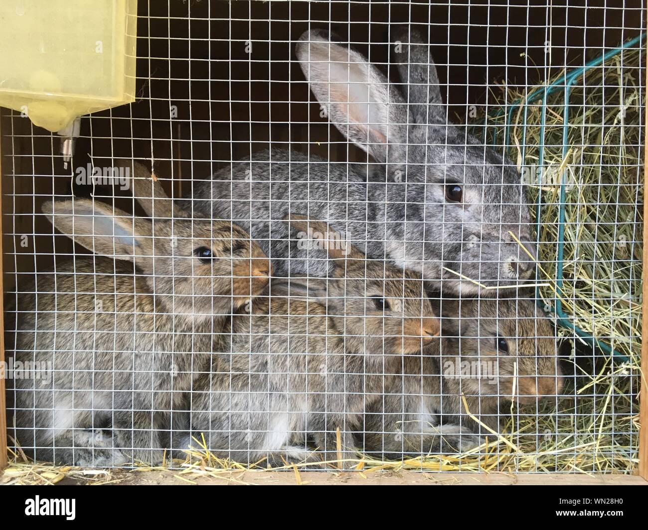 Trapped rabbit hi-res stock photography and images - Alamy