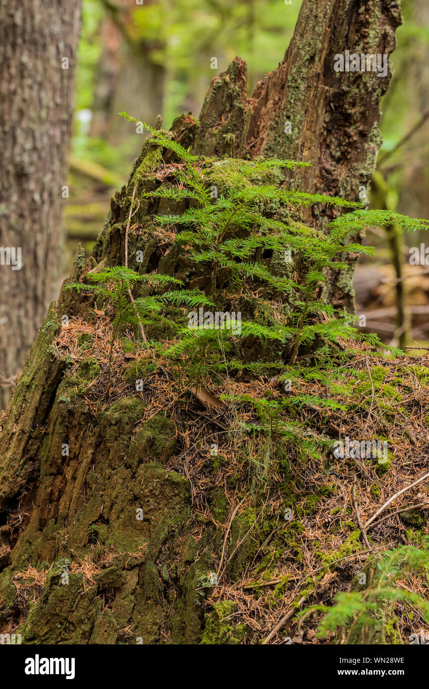 Western hemlock hi-res stock photography and images - Alamy
