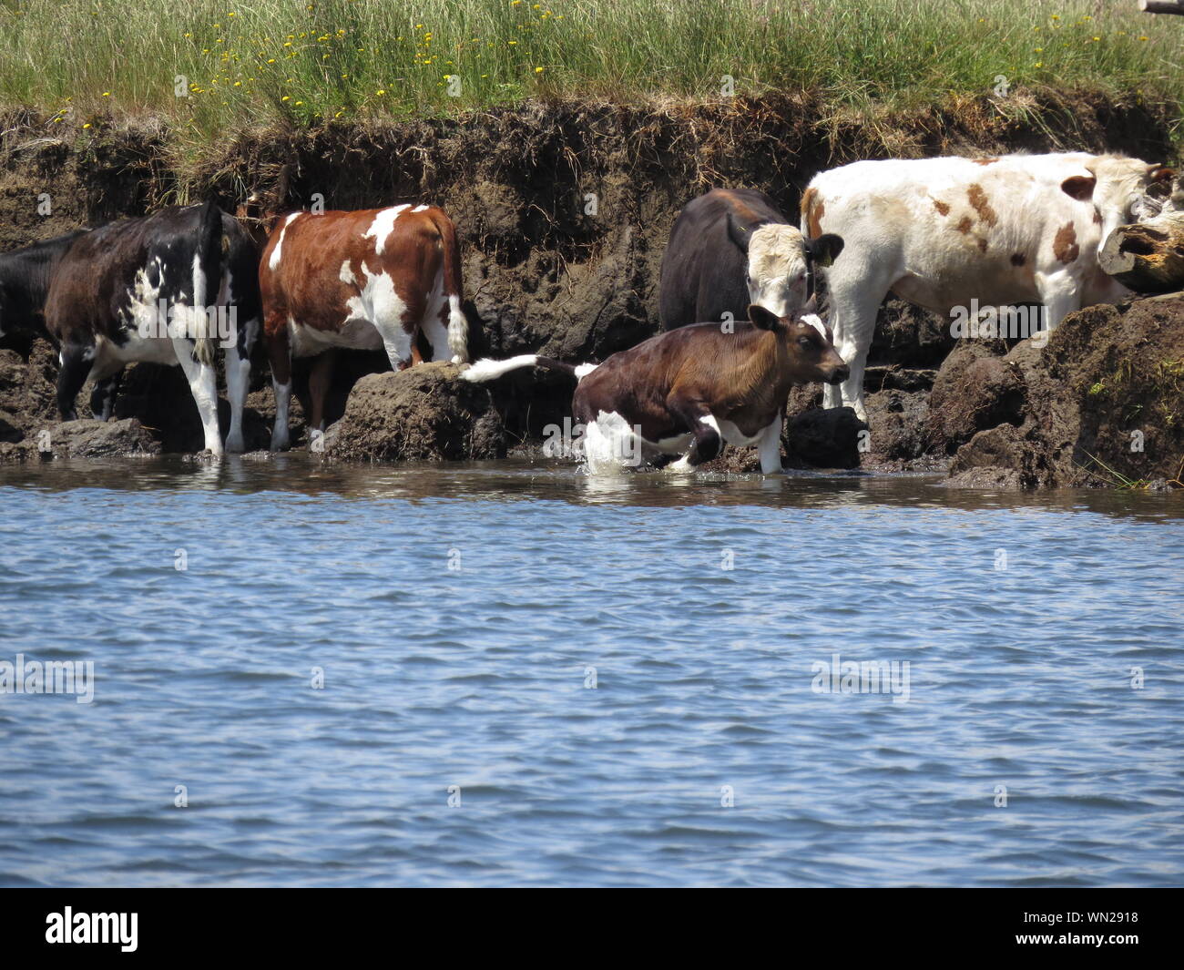 Five Cows High Resolution Stock Photography and Images - Alamy