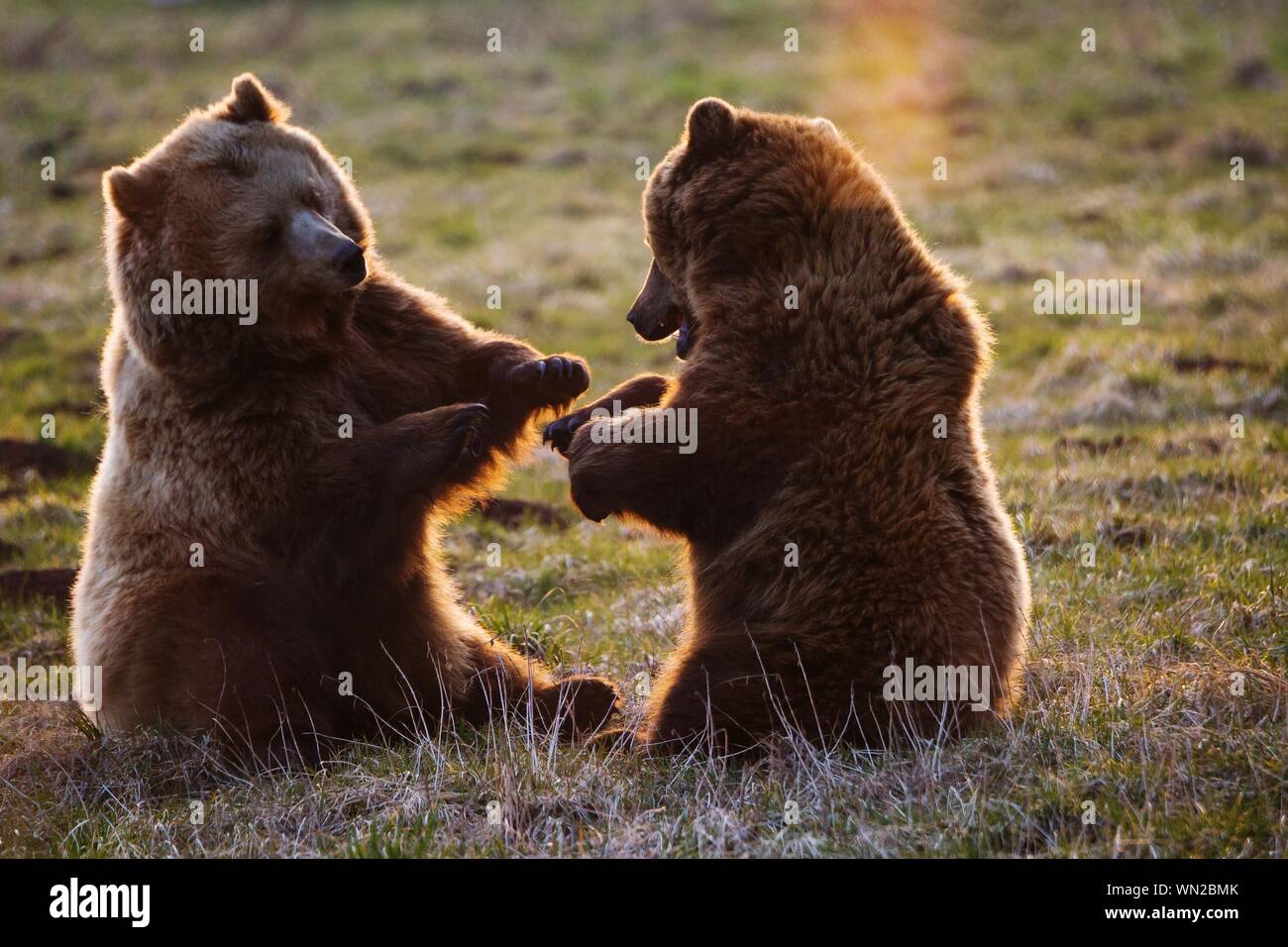 Two sitting bears hi-res stock photography and images - Alamy
