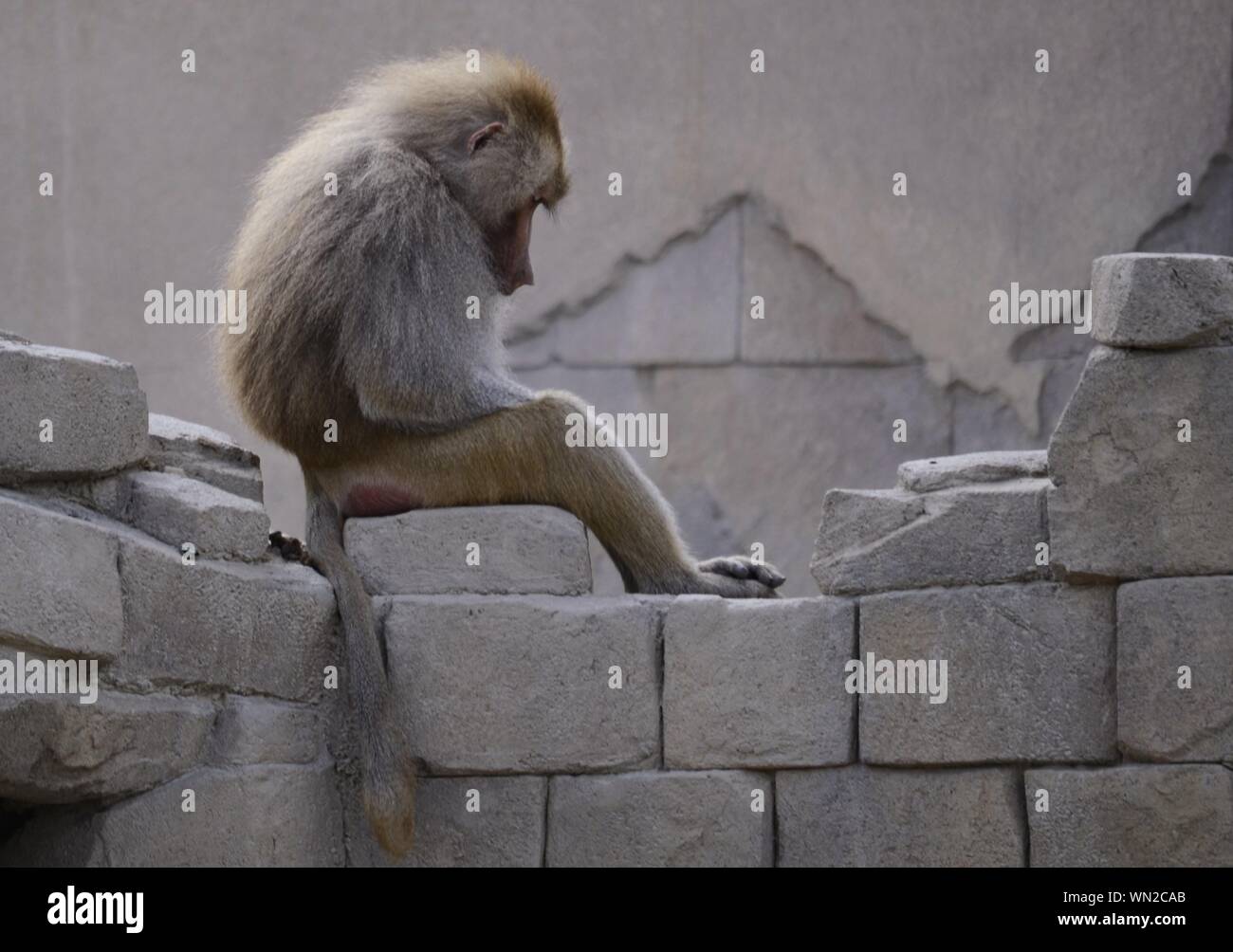 Monkey sitting on wall hi-res stock photography and images - Alamy