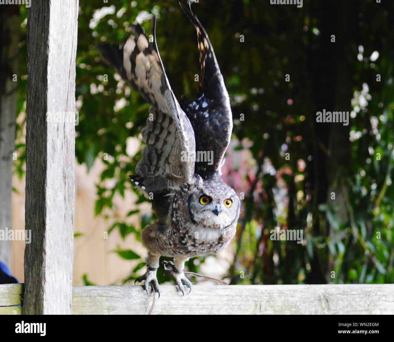 Owl Spread Wings High Resolution Stock Photography and Images - Alamy