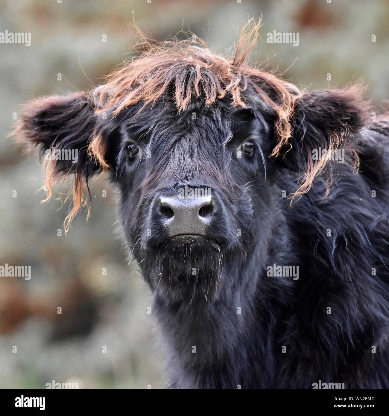 Close up highland cattle face hi-res stock photography and images - Alamy