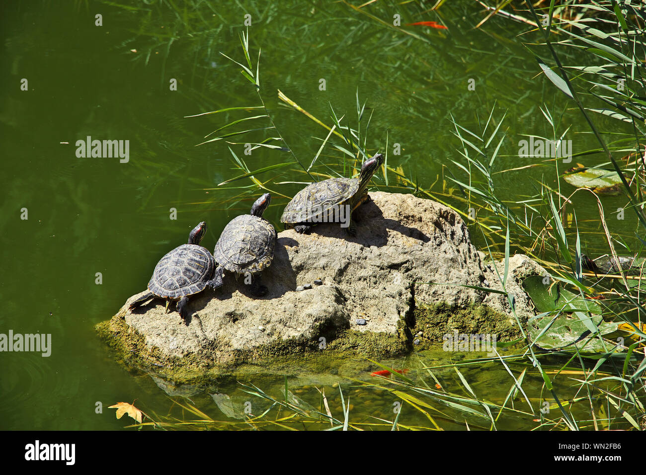 The garden of allah pool hi-res stock photography and images - Alamy