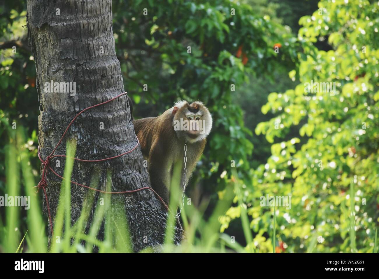 Tied monkey hi-res stock photography and images - Alamy