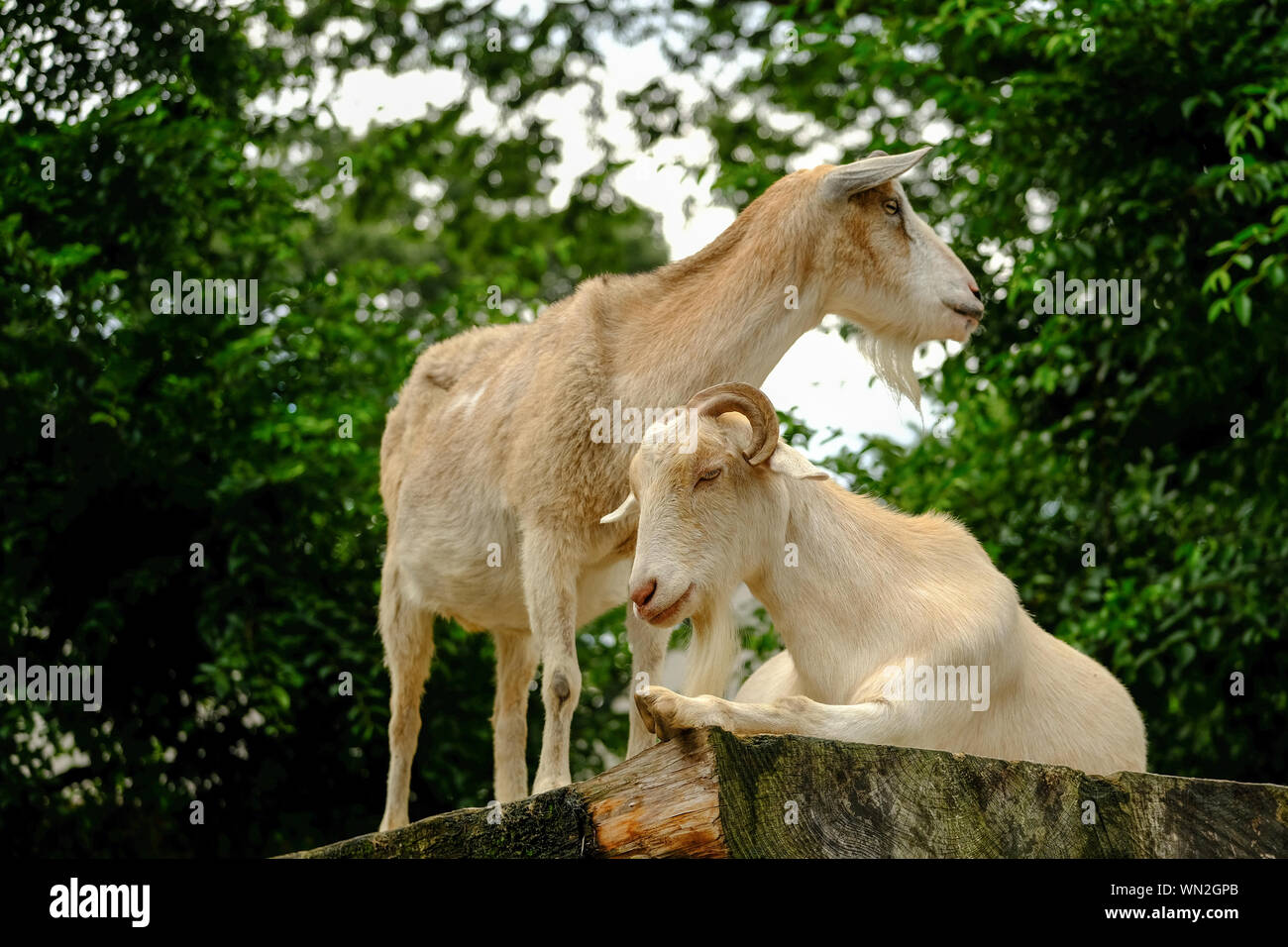 Goats tree hi-res stock photography and images - Alamy
