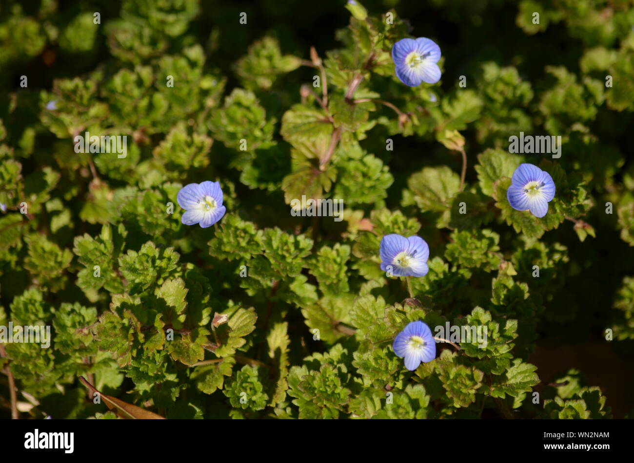 Tiny blue hi-res stock photography and images - Alamy