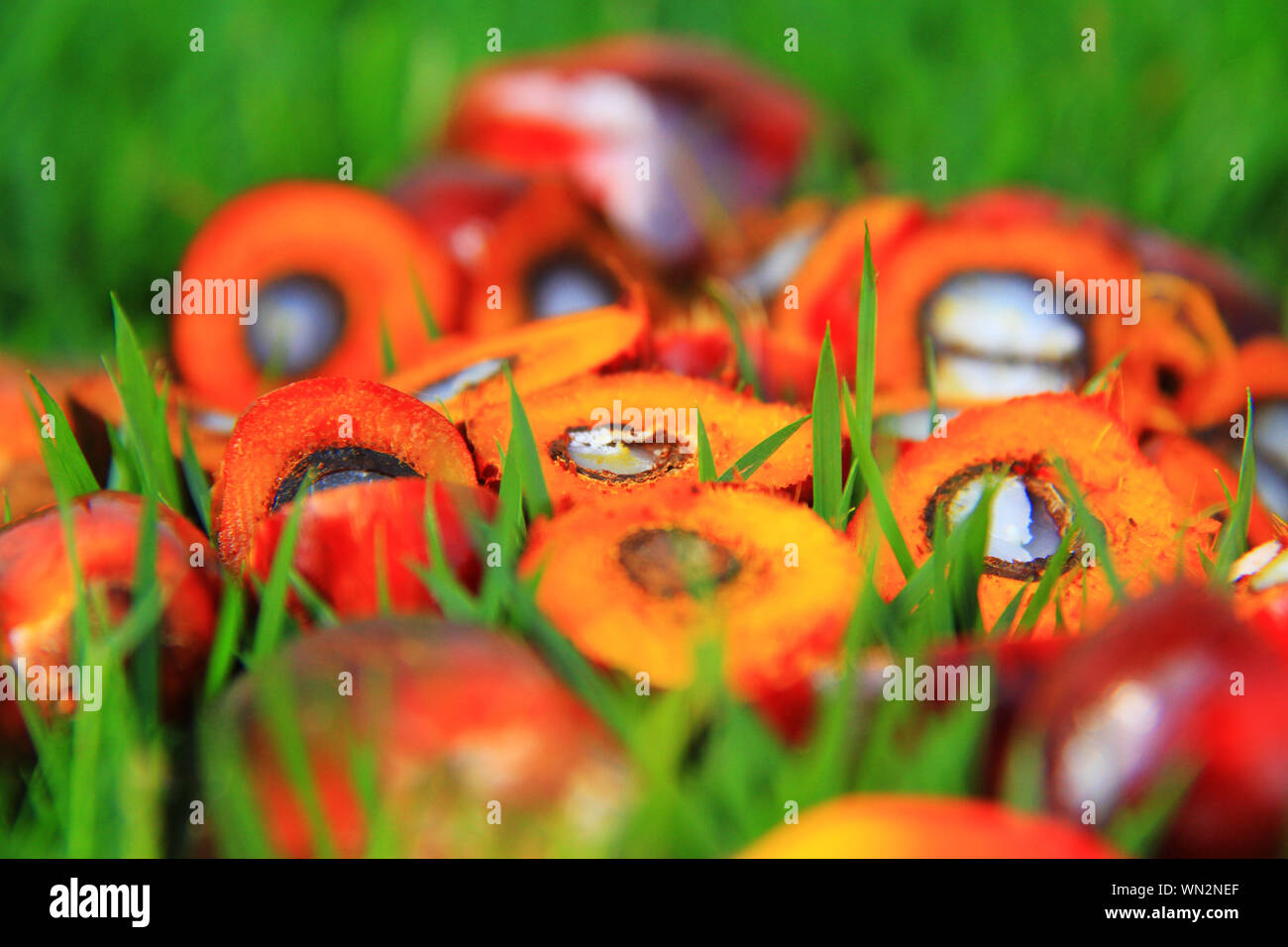 Palm fruits hi-res stock photography and images - Alamy