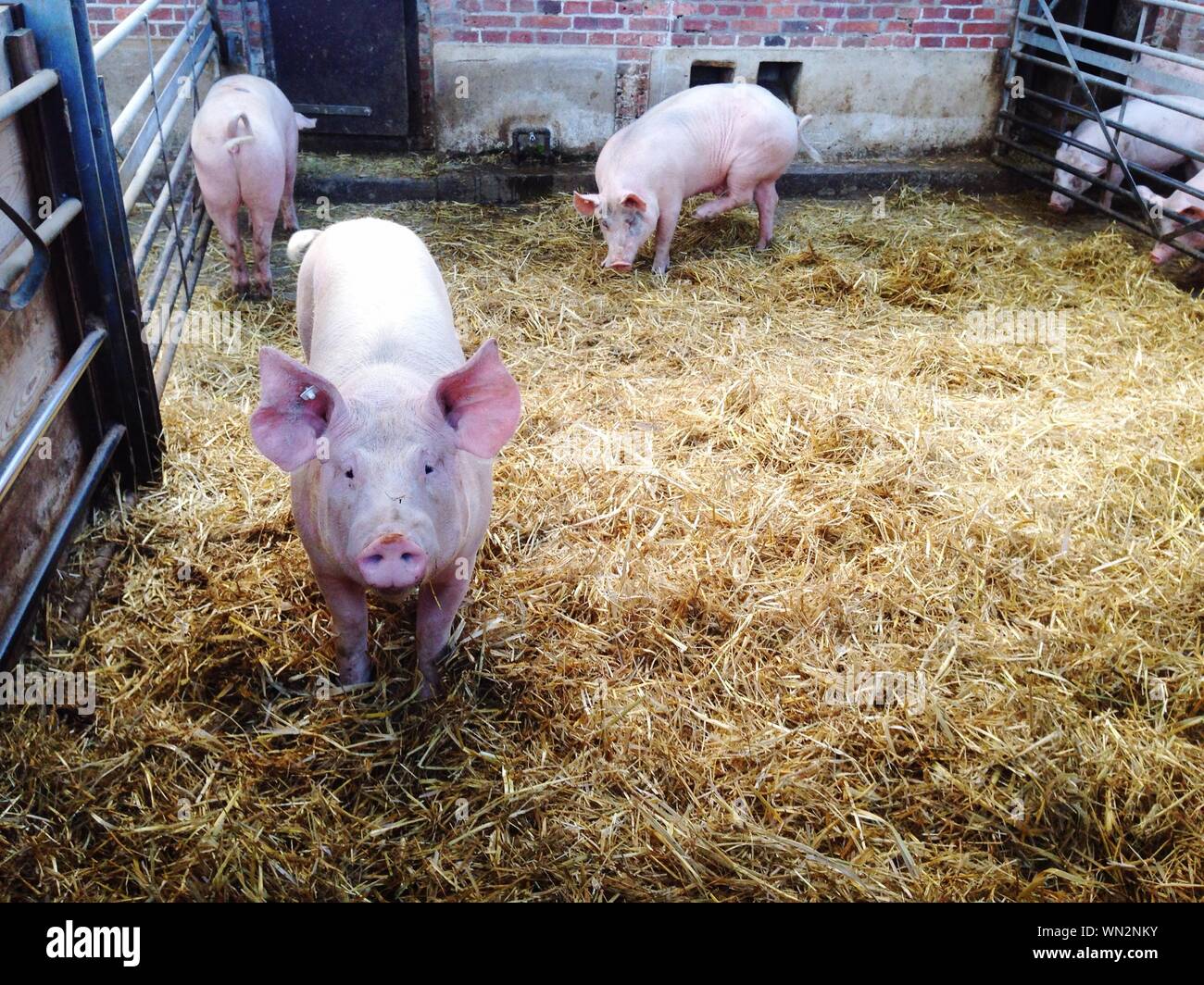 Five pigs hi-res stock photography and images - Alamy
