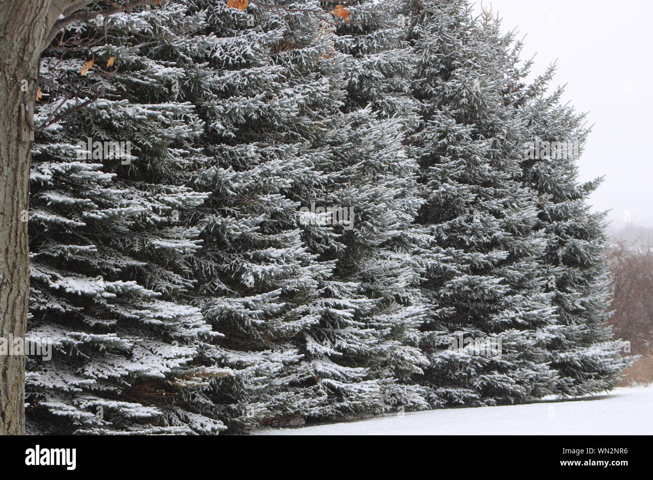 Evergreen trees with snow hi-res stock photography and images - Alamy